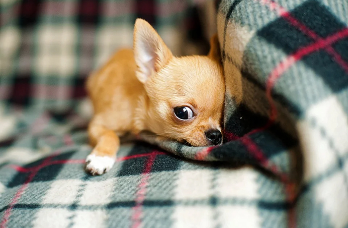 ¿Qué tanto conoces a tu perro? Estos son los síntomas para saber si ...