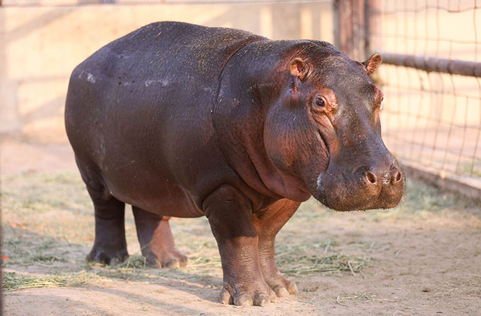 Realiza intercambio de especies el Zoológico de Nuevo Laredo con el ...